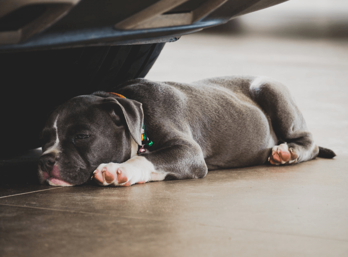 ¿Qué hacer si mi perro está ronco? : Petuku